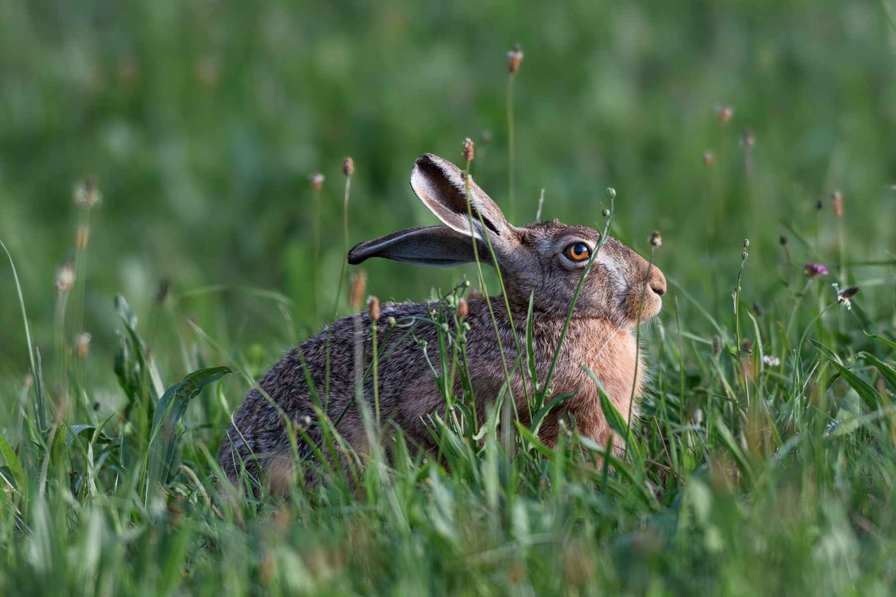 Wildspots – Wildlife Fotografie Rhein-Main